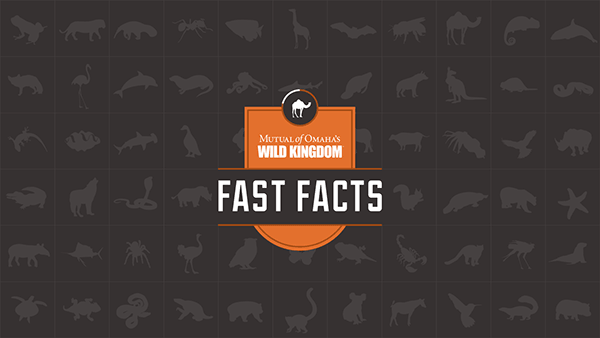 Fast Facts Branding - isms
